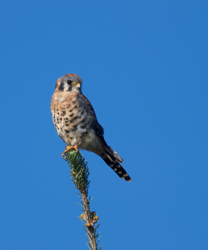Bird of the Week – American Kestrel : The Mudflats | Interesting Things ...