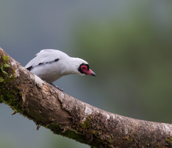Bird of the Week – Masked Tityra : The Mudflats | Interesting Things ...