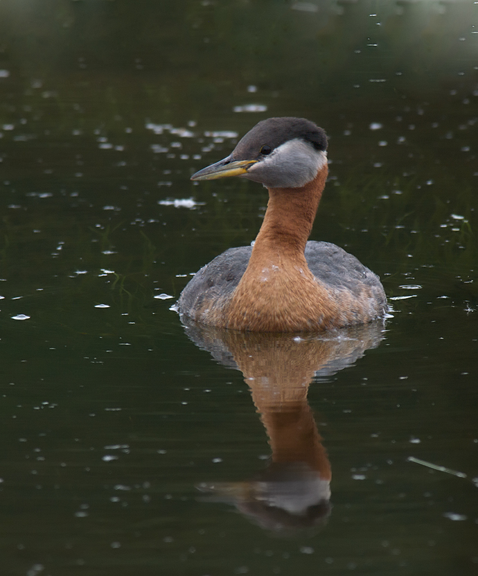 Bird of the Week – Red-necked Grebe : The Mudflats | Interesting Things ...