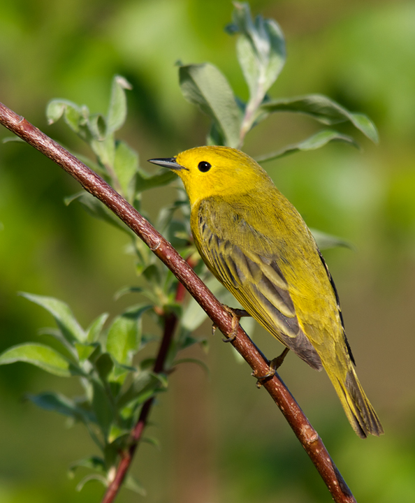 Bird of the Week – Yellow Warbler : The Mudflats | Interesting Things ...