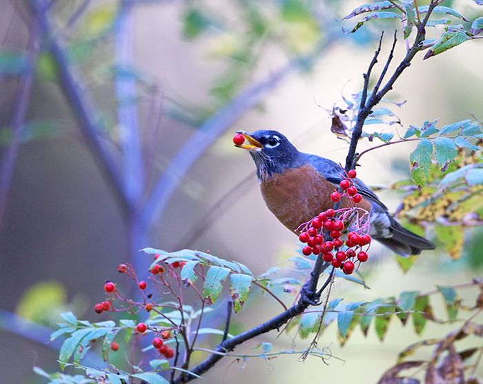 Bird of the Week – American Robin : The Mudflats | Interesting Things ...