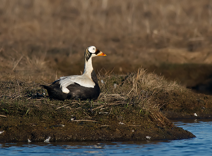 Bird of the Week – Spectacled Eider | Wickersham's Conscience