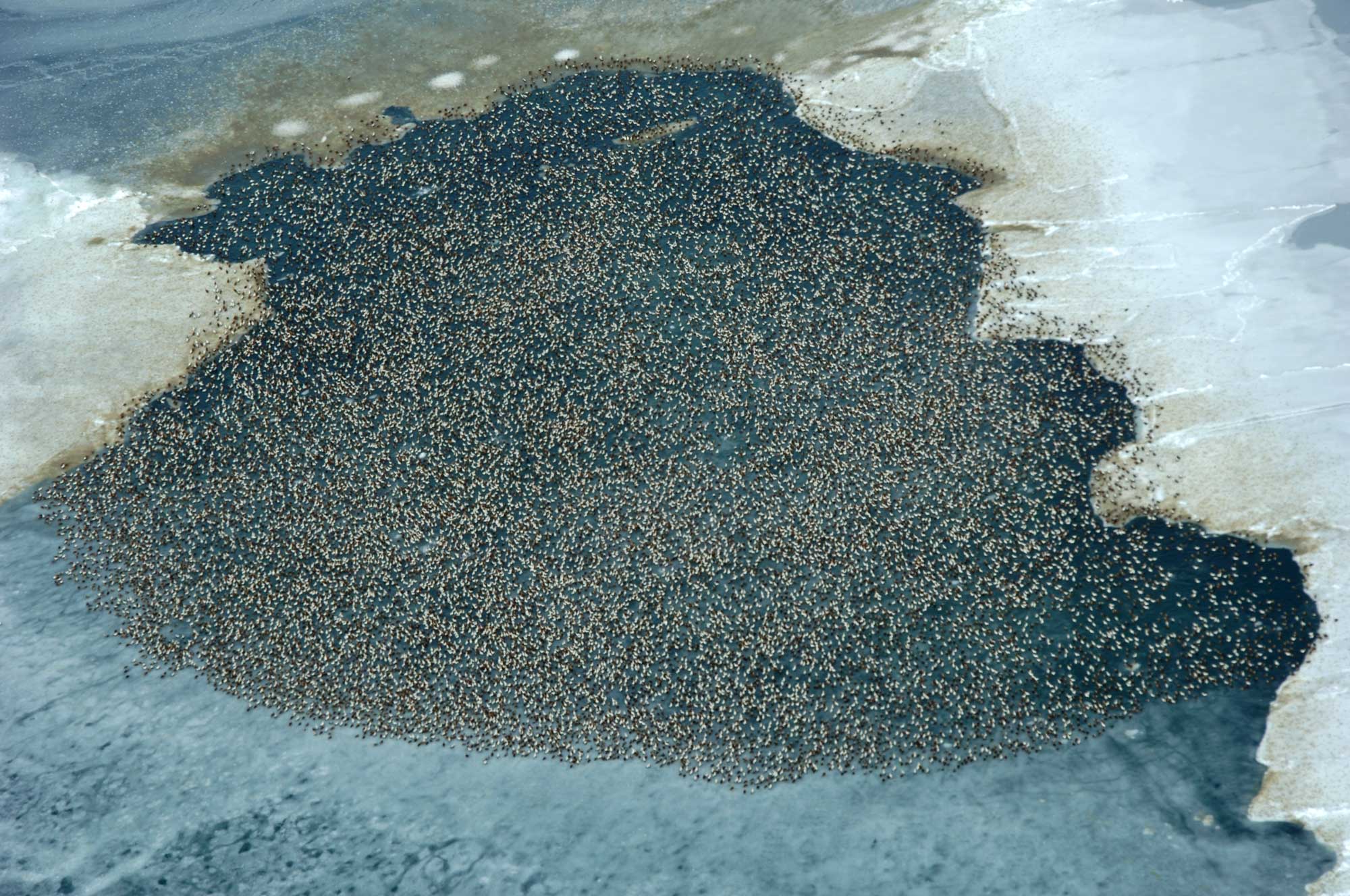 Bird of the Week – Spectacled Eider | Wickersham's Conscience