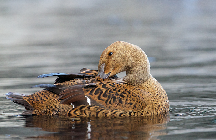 Bird of the Week – King Eider : The Mudflats | Interesting Things From ...