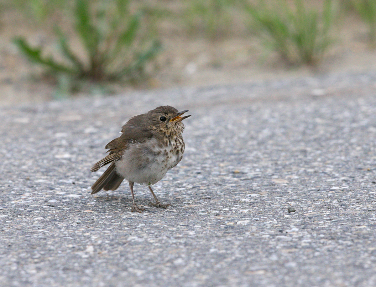 Bird of the Week – Hermit Thrush | Wickersham's Conscience