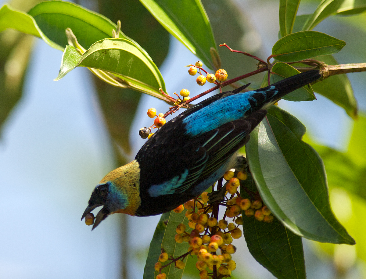 Return of Bird of the Week: Golden-hooded Tanager : The Mudflats ...