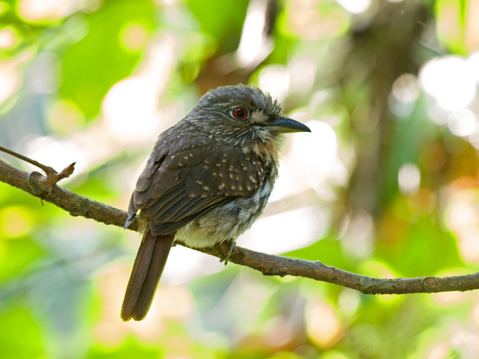 Return of Bird of the Week: White-whiskered Puffbird : The Mudflats ...