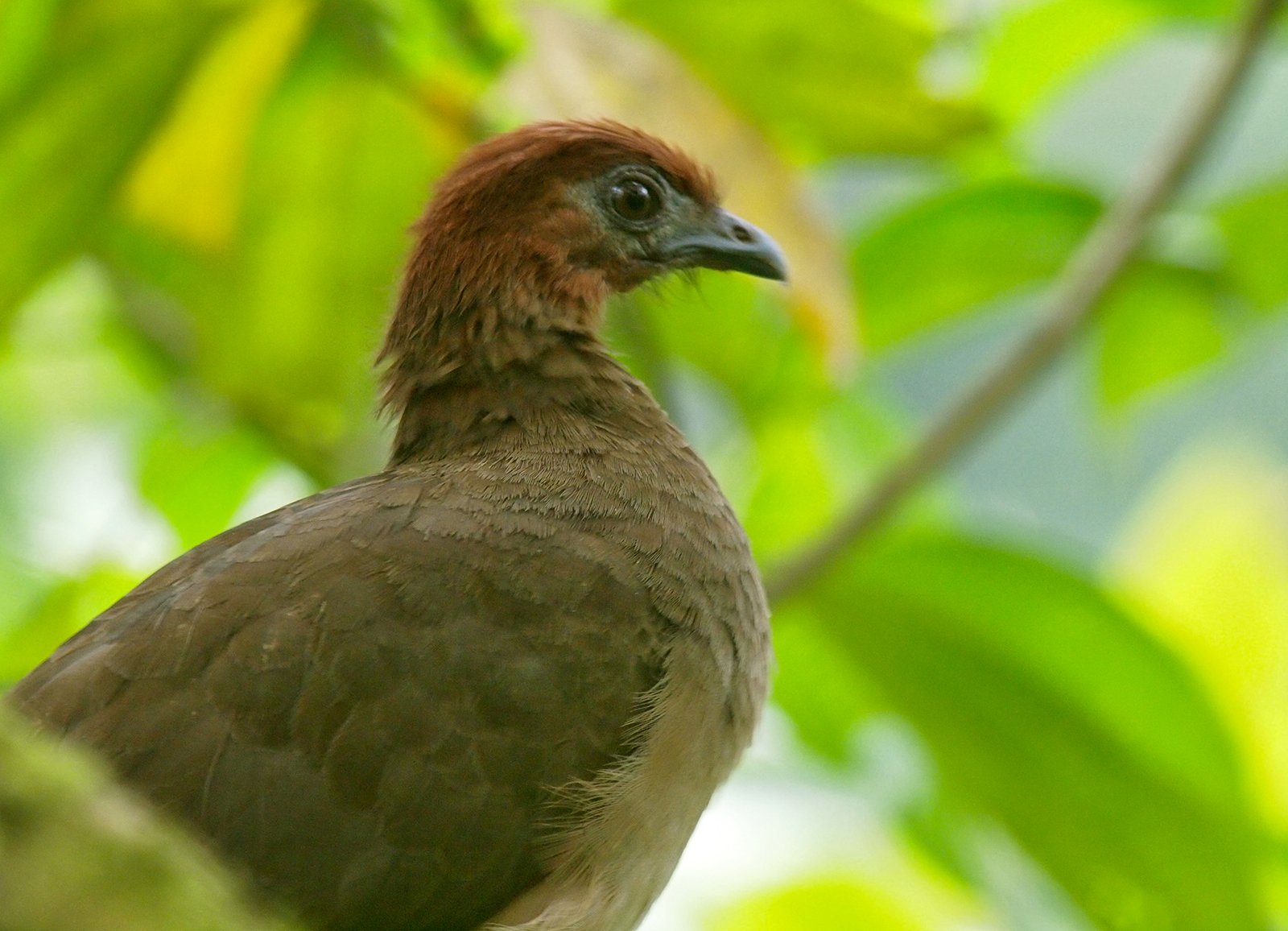Return of Bird of the Week: Rufous-headed Chachalaca : The Mudflats ...